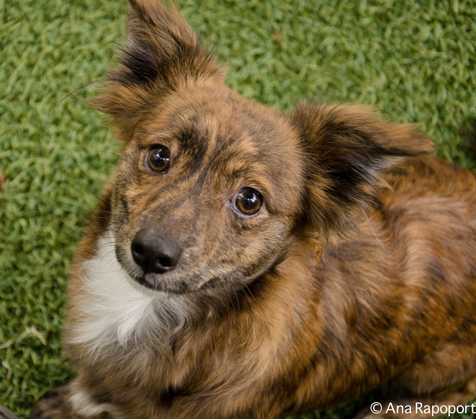 Adoptable animal of the week: Sufi - Oakland North