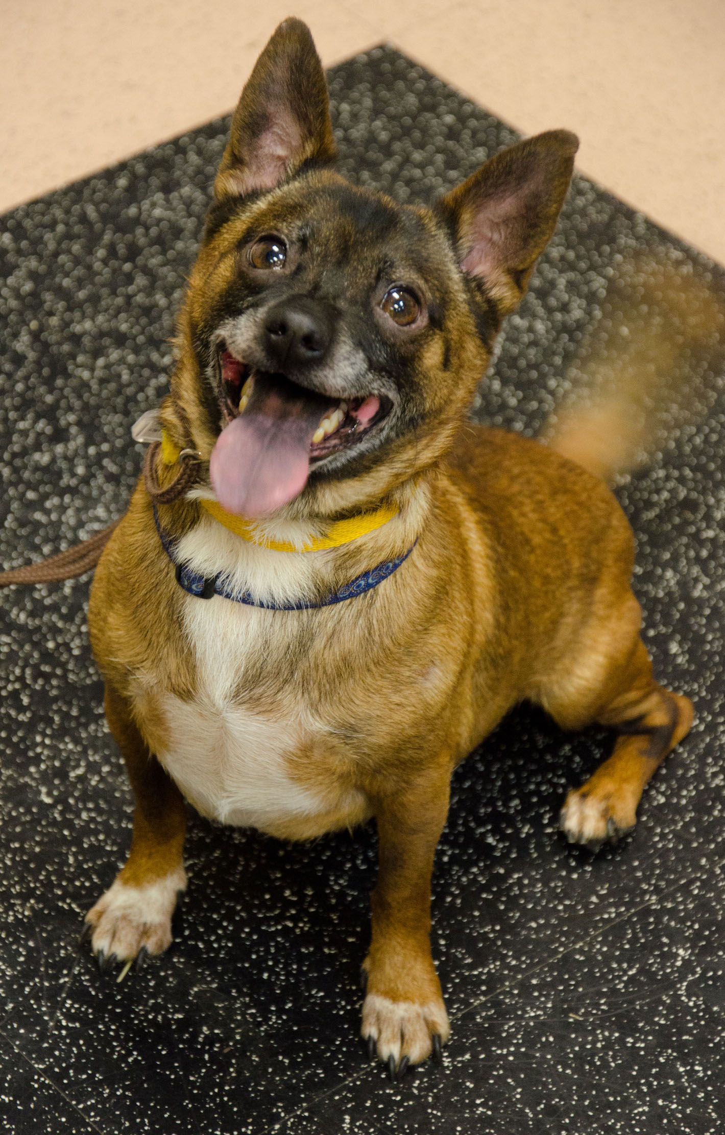 Adoptable animal of the week: Gizmo - Oakland North