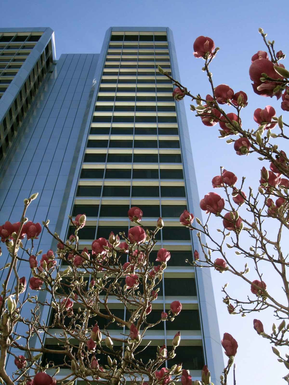 Community Photo of the Week: Kaiser Skyscraper - Oakland North