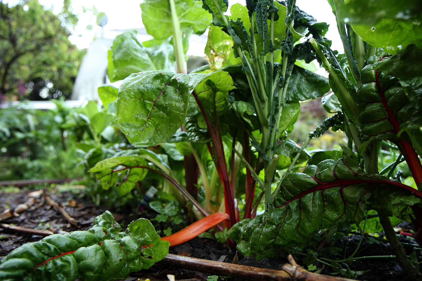 Oakland kicks off the city's first Veg Week, a celebration of meatless ...