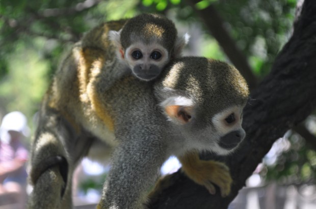 Meet Pythagoras and the Oakland Zoo’s other baby boom arrivals ...