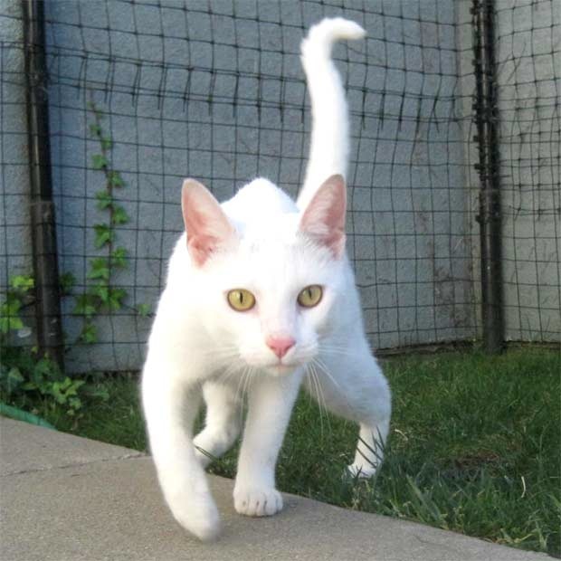 Adoptable animal of the week: Ash - Oakland North