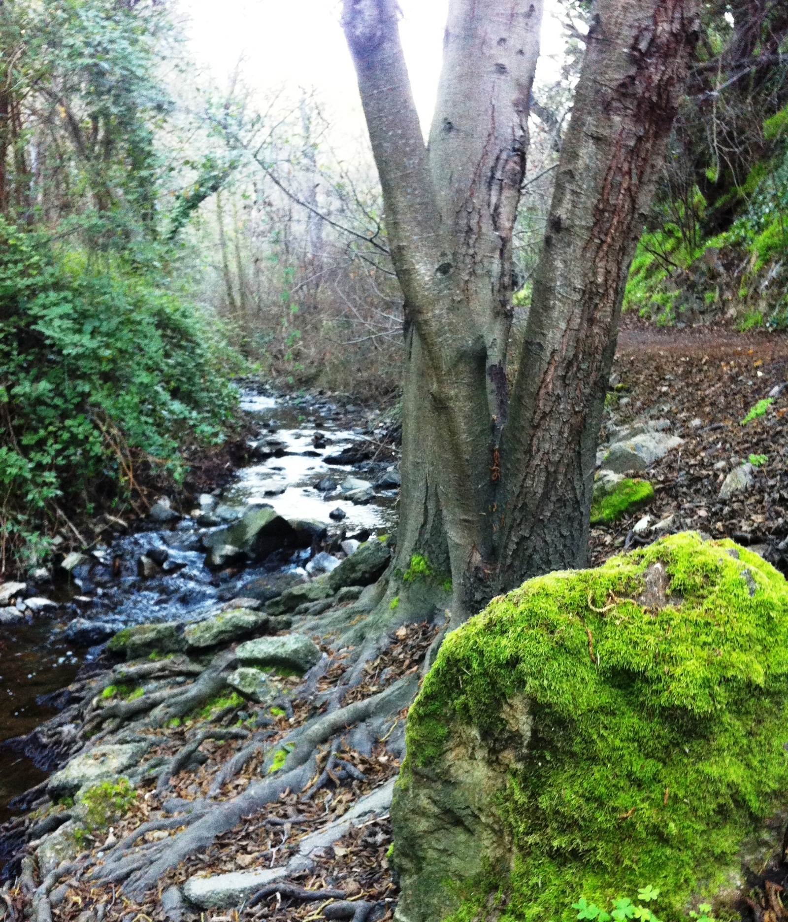 Community photo of the week: Creek view - Oakland North