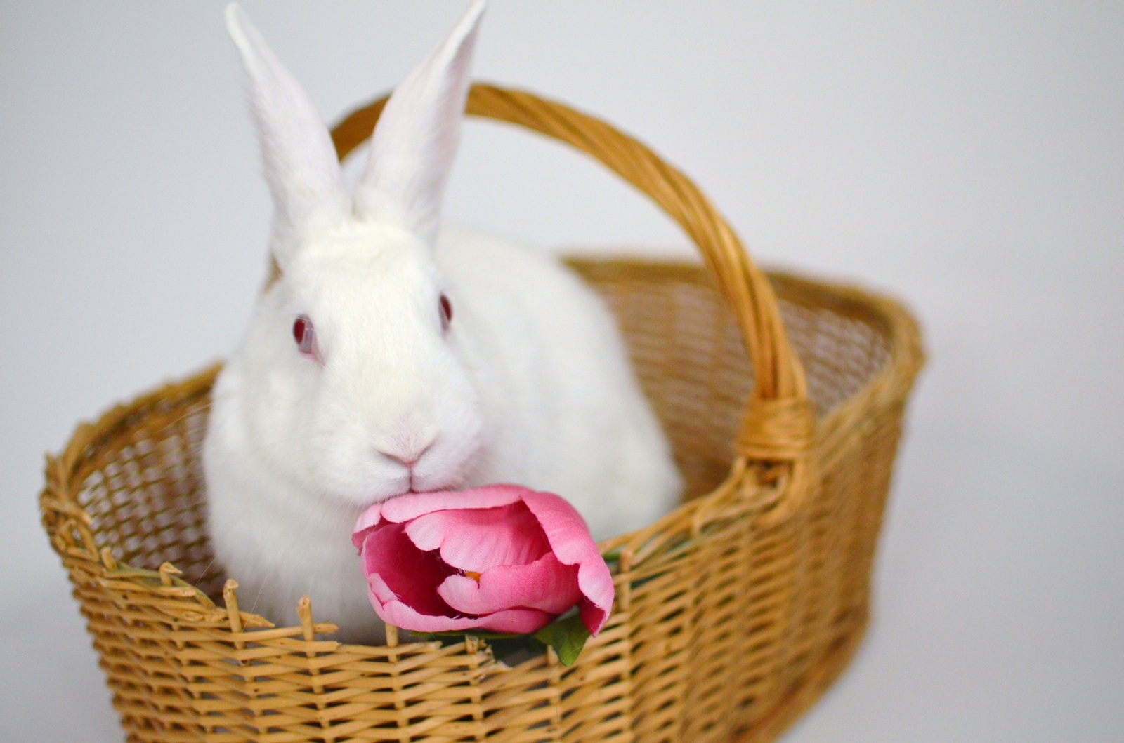 Adoptable animal of the week: Peg - Oakland North