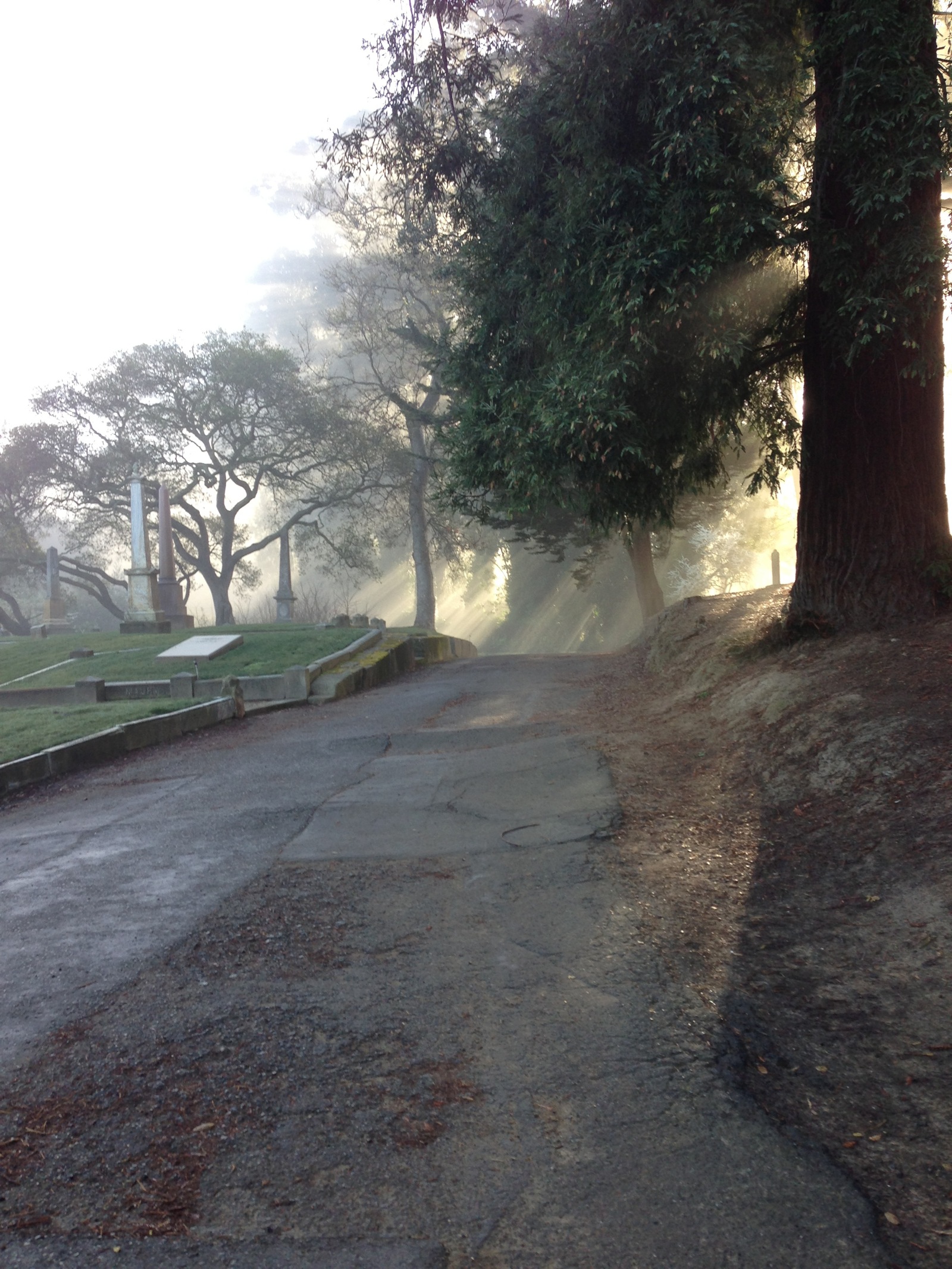 Community photo of the week: Cemetery in the fog - Oakland North