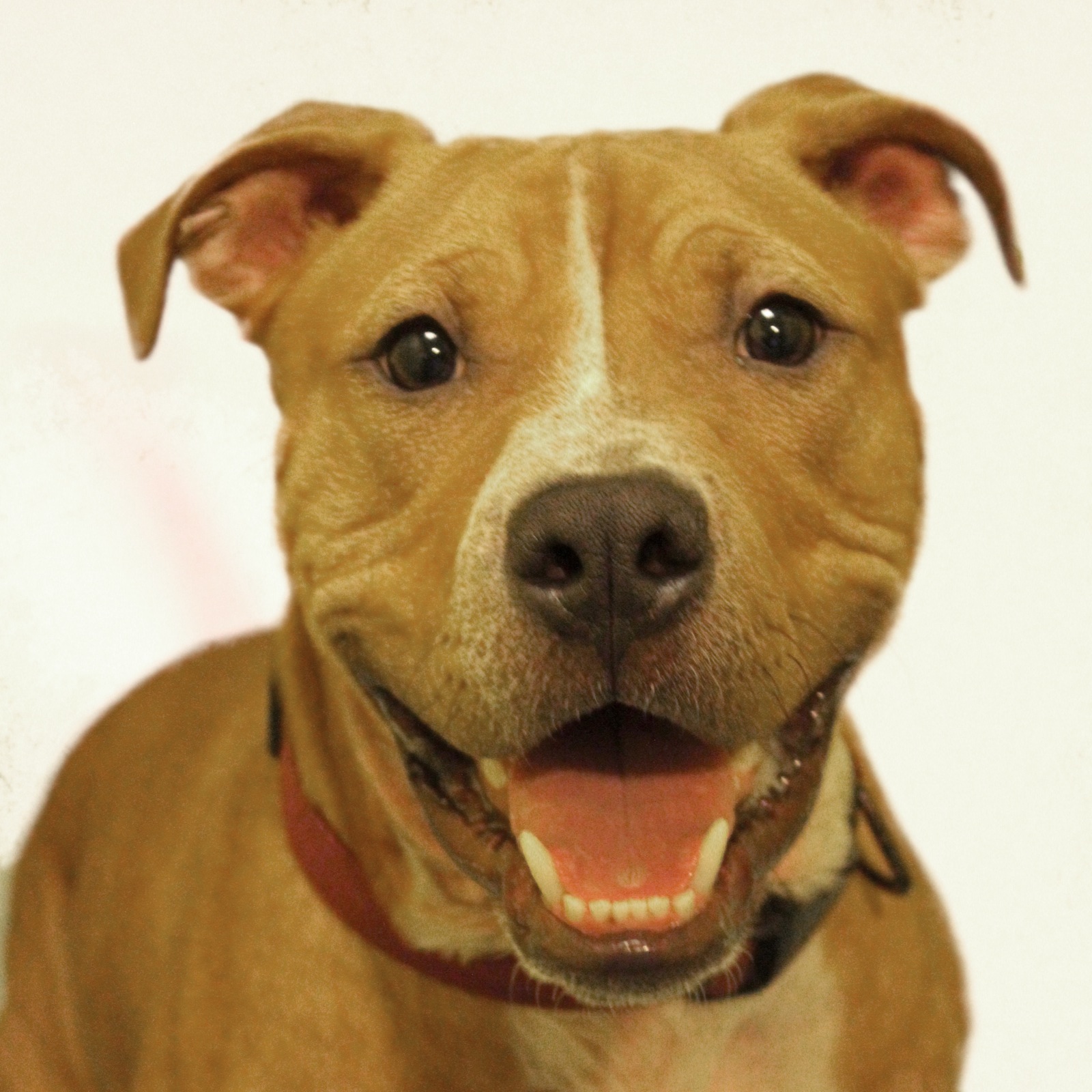 Adoptable animal of the week: Roscoe - Oakland North