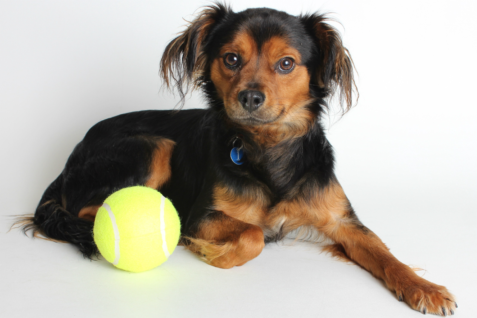 Adoptable animal of the week: Shuggie - Oakland North