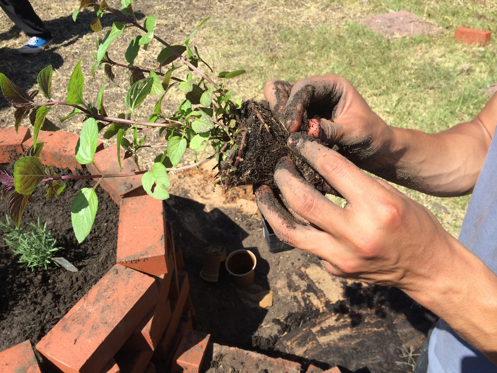 Planting Justice builds edible gardens for urban dwellers - Oakland North