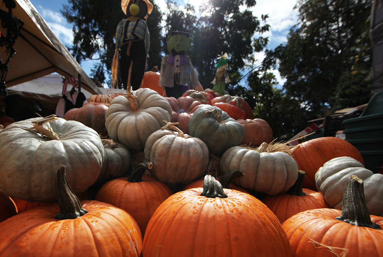 Piedmont Avenue Pumpkin Patch carries wide variety of pumpkins ...