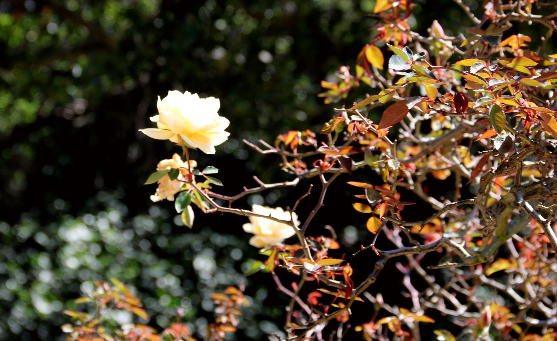 Morcom Amphitheater of Roses - Oakland North